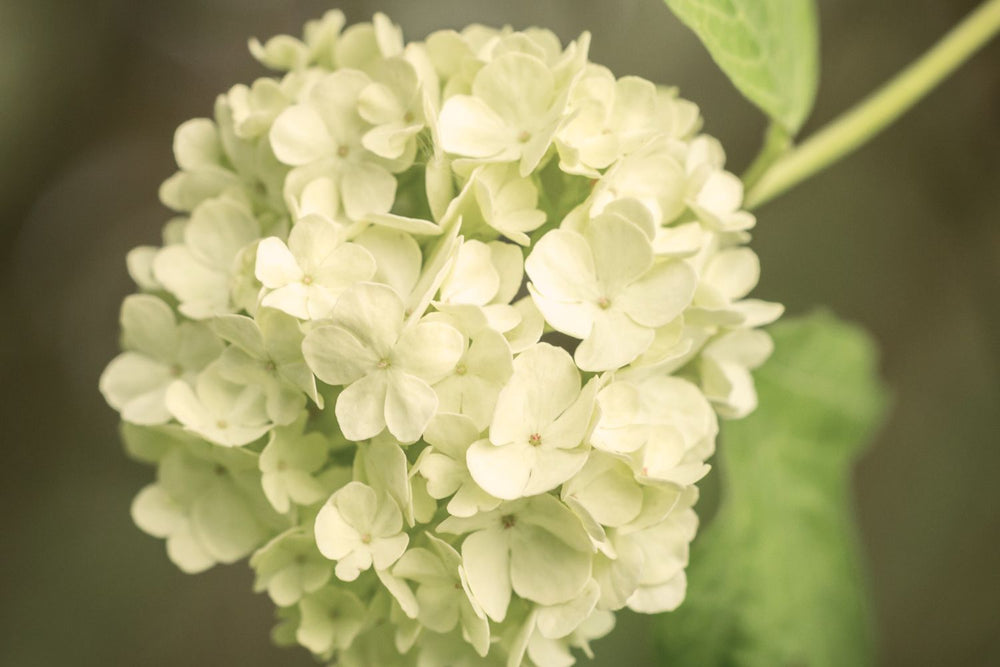 Spring Feature Flower: Snowball Viburnum